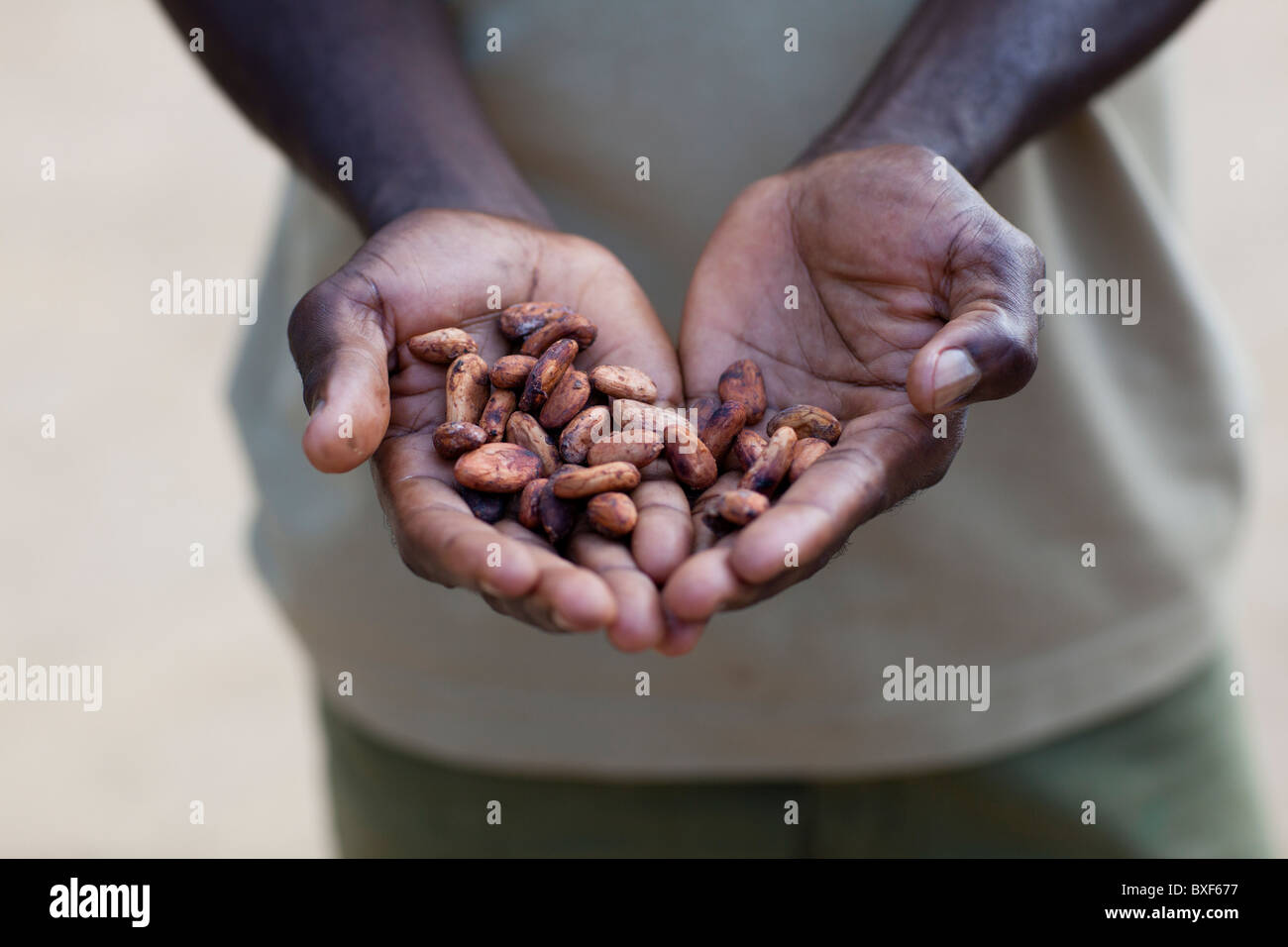 Coffee Growing Mefou Yaounde Cameroon Stock Photo - Alamy