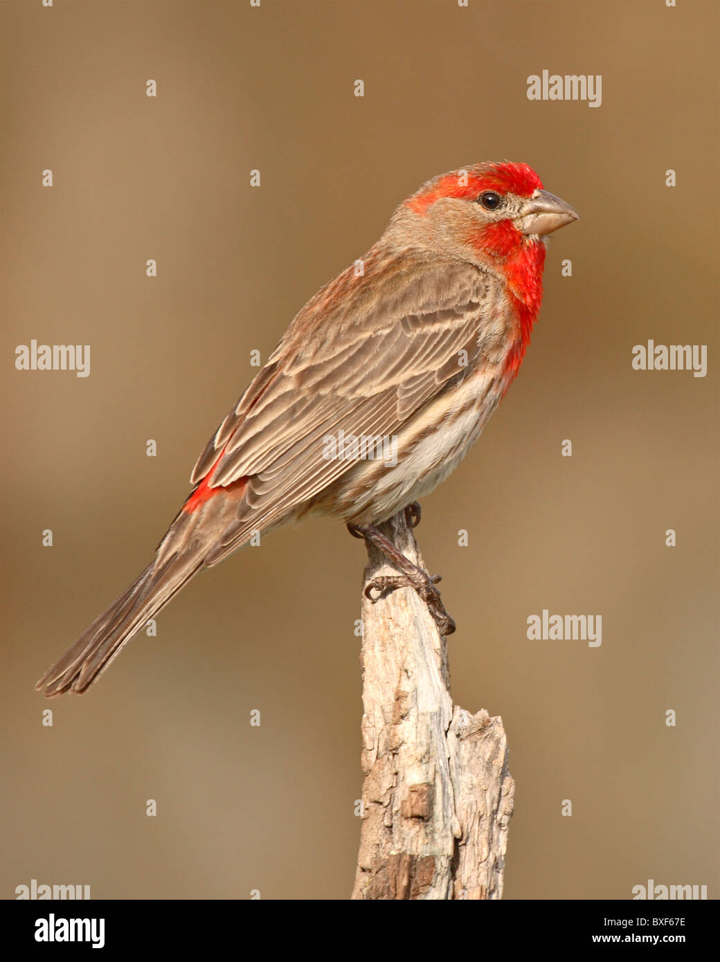 Beautiful house finch hi-res stock photography and images - Alamy
