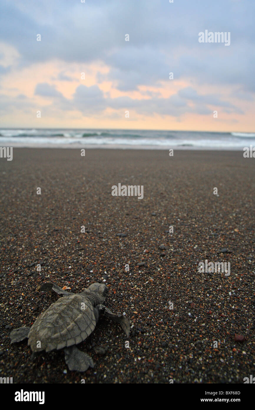 Olive Ridley Turtle hatchling (Lepidochelys olivacea) walking to ocean ...