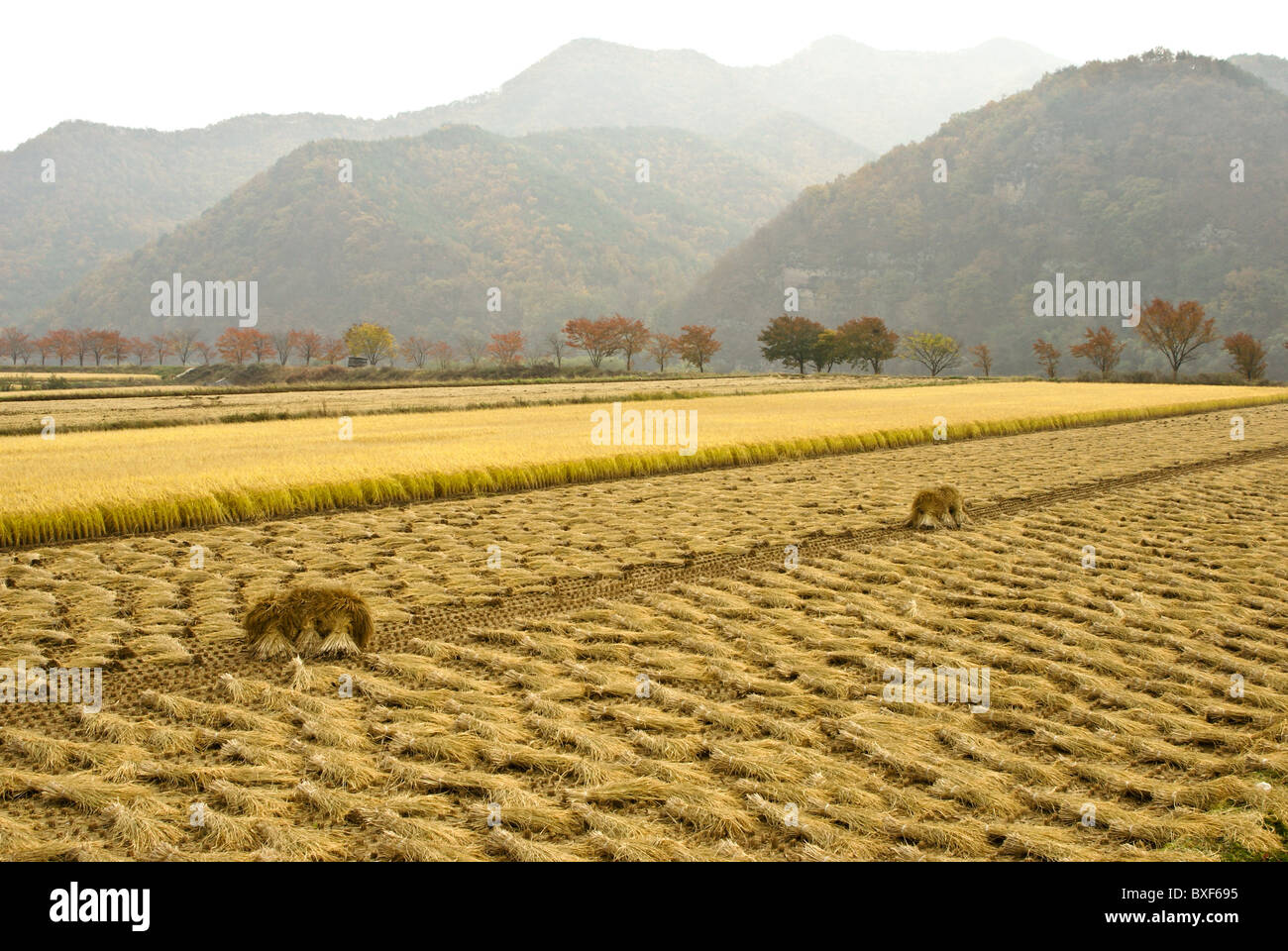 Rice fields, Hahoe Folk Village, South Korea Stock Photo - Alamy