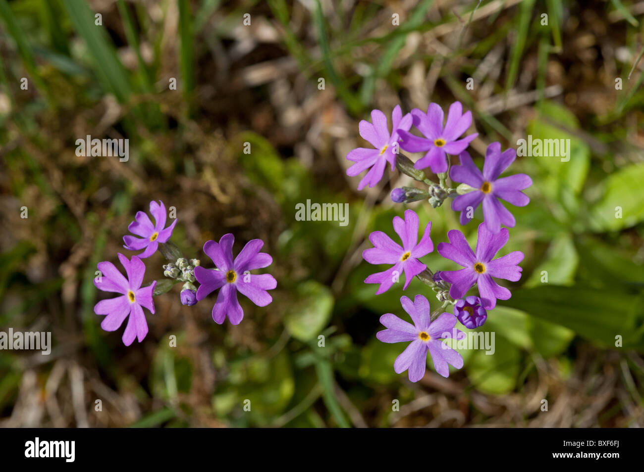 Birds eye flower hi-res stock photography and images - Alamy