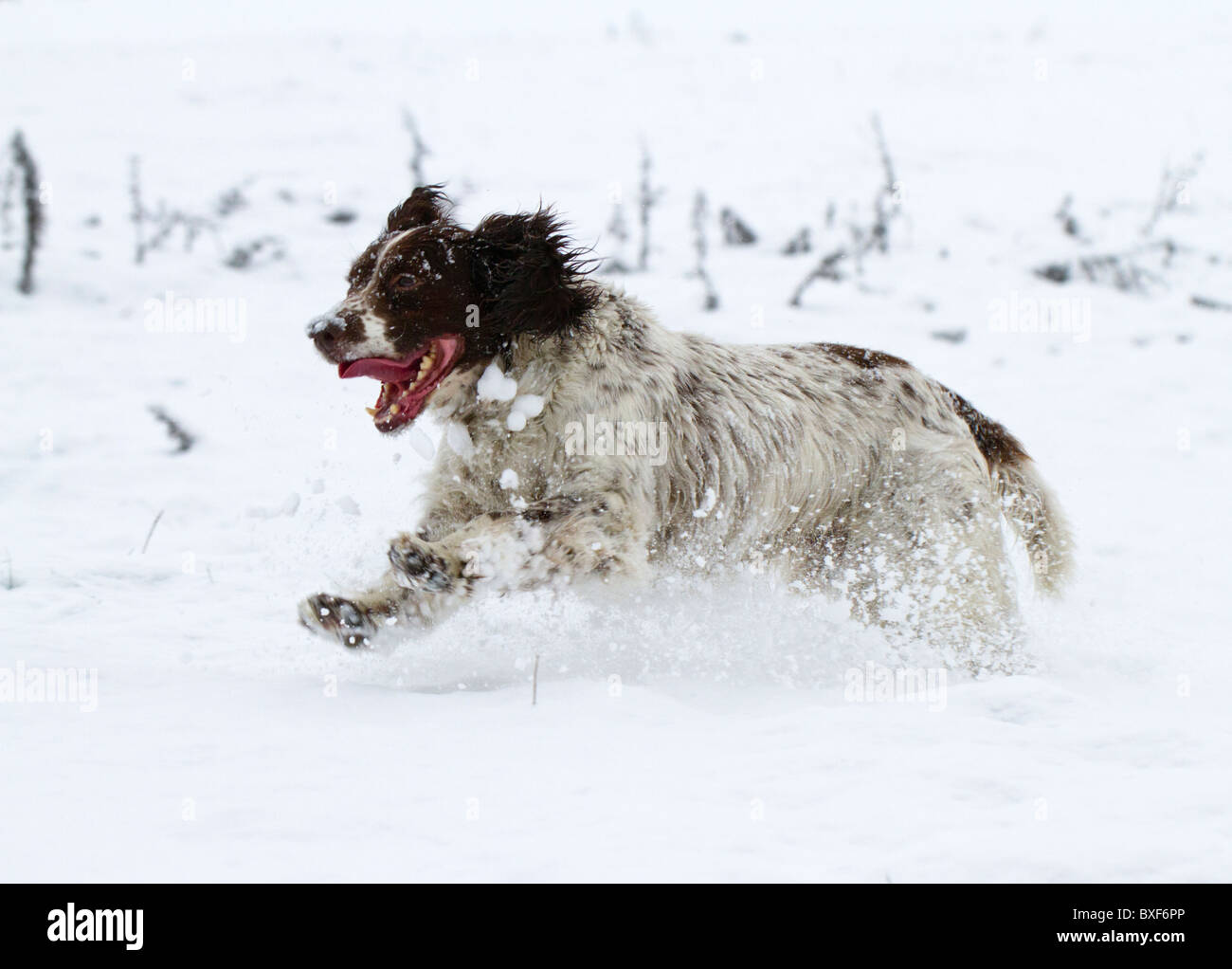 English springer spaniel running through snow Stock Photo - Alamy