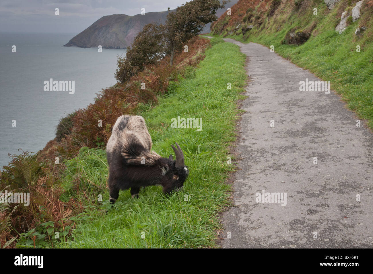 Cheviot goat hi-res stock photography and images - Alamy