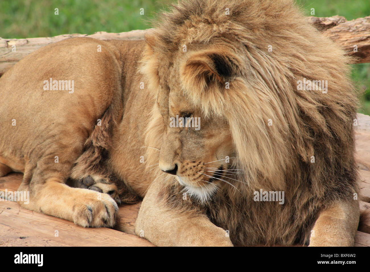 Handsome lions hi-res stock photography and images - Alamy