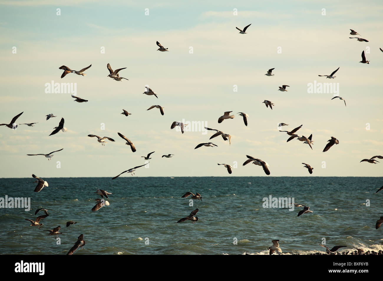 flock of seagulls on and flying near the sea Stock Photo - Alamy