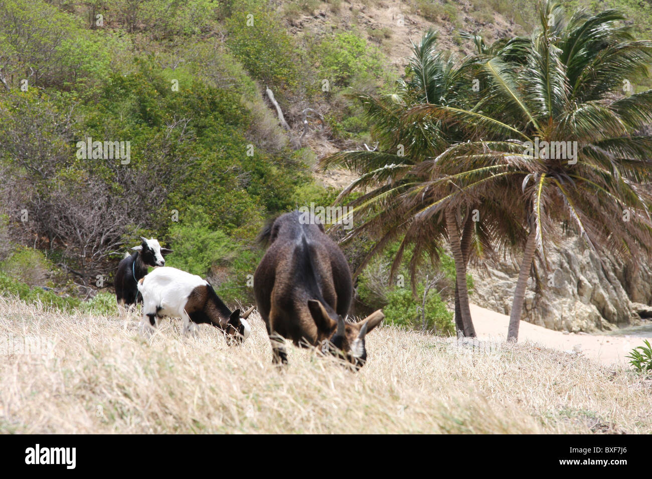 Guadeloupian goats at the beach Stock Photo - Alamy