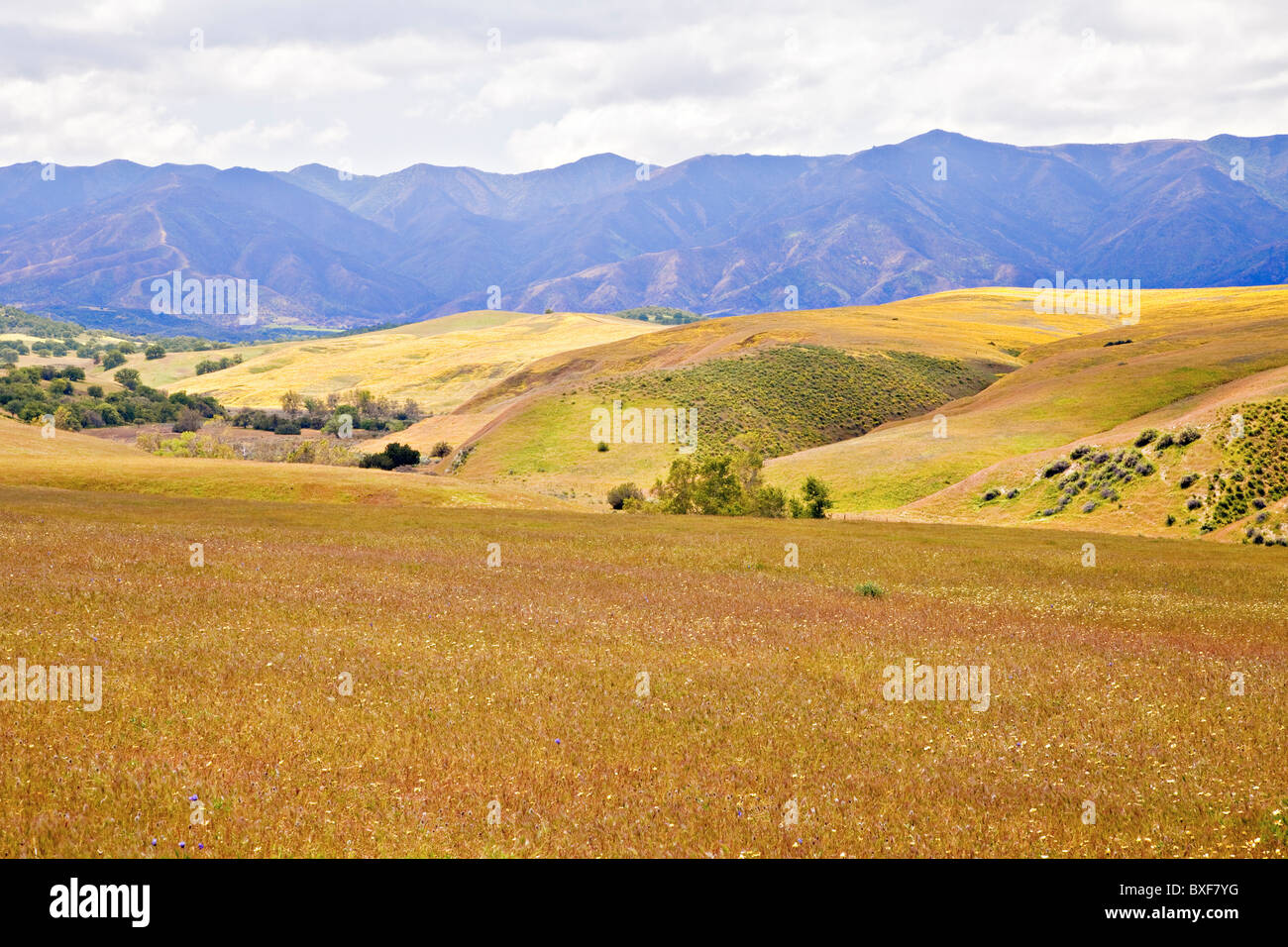 California foothills with spring wildflowers along Cottonwood Canyon ...
