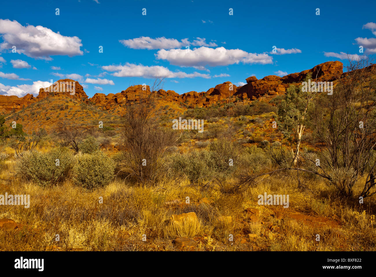 Dramatic red rocks of Kings Canyon in a field of golden grass, Alice ...