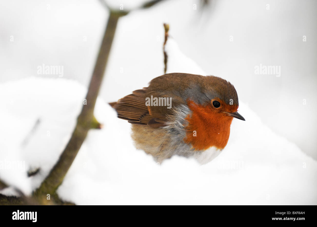 English robin hi-res stock photography and images - Alamy