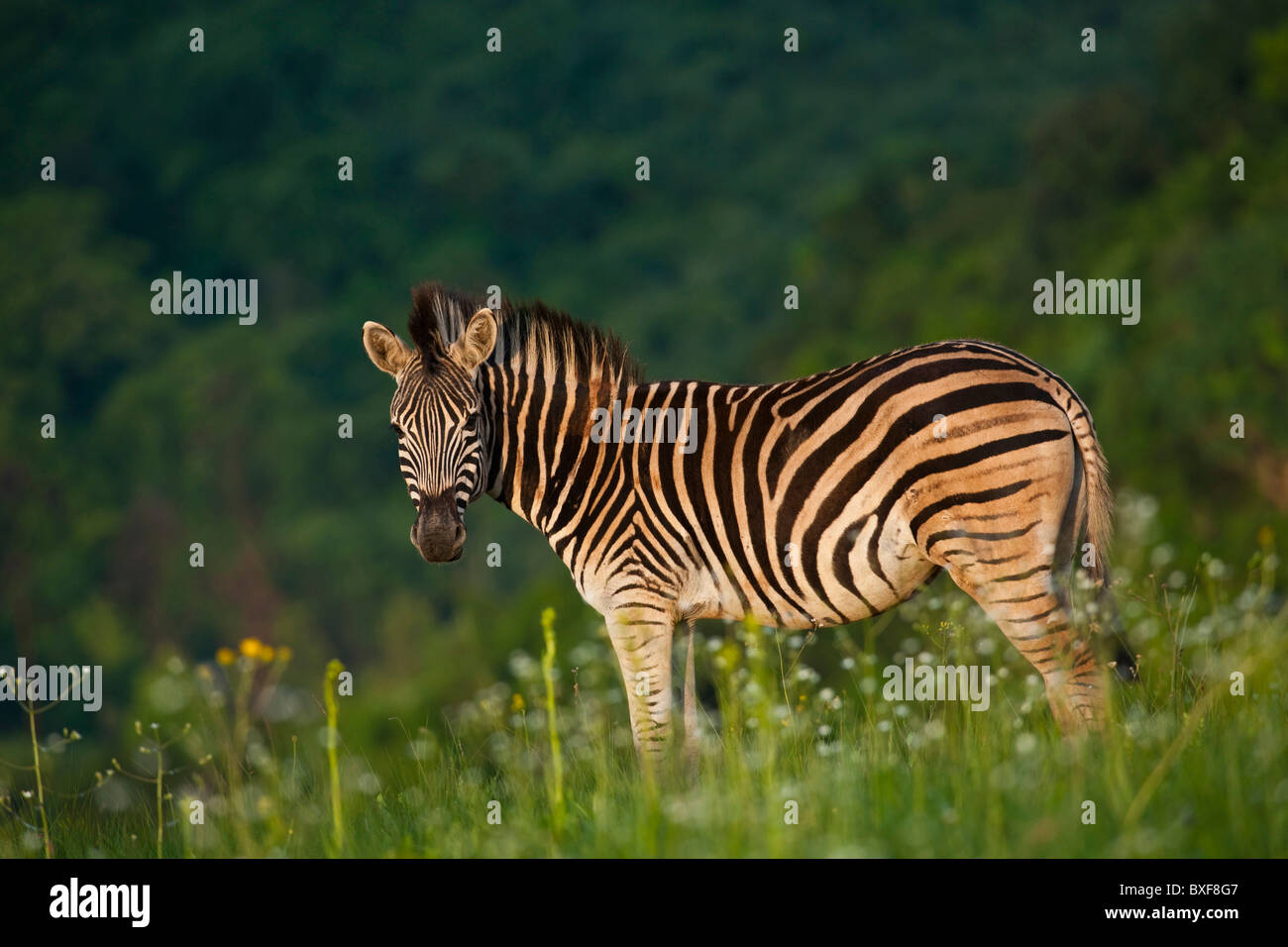 Burchells Zebra (Equus burchelli) at Umgeni Valley Nature Reserve ...