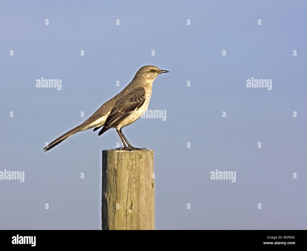 Florida mockingbird hi-res stock photography and images - Alamy