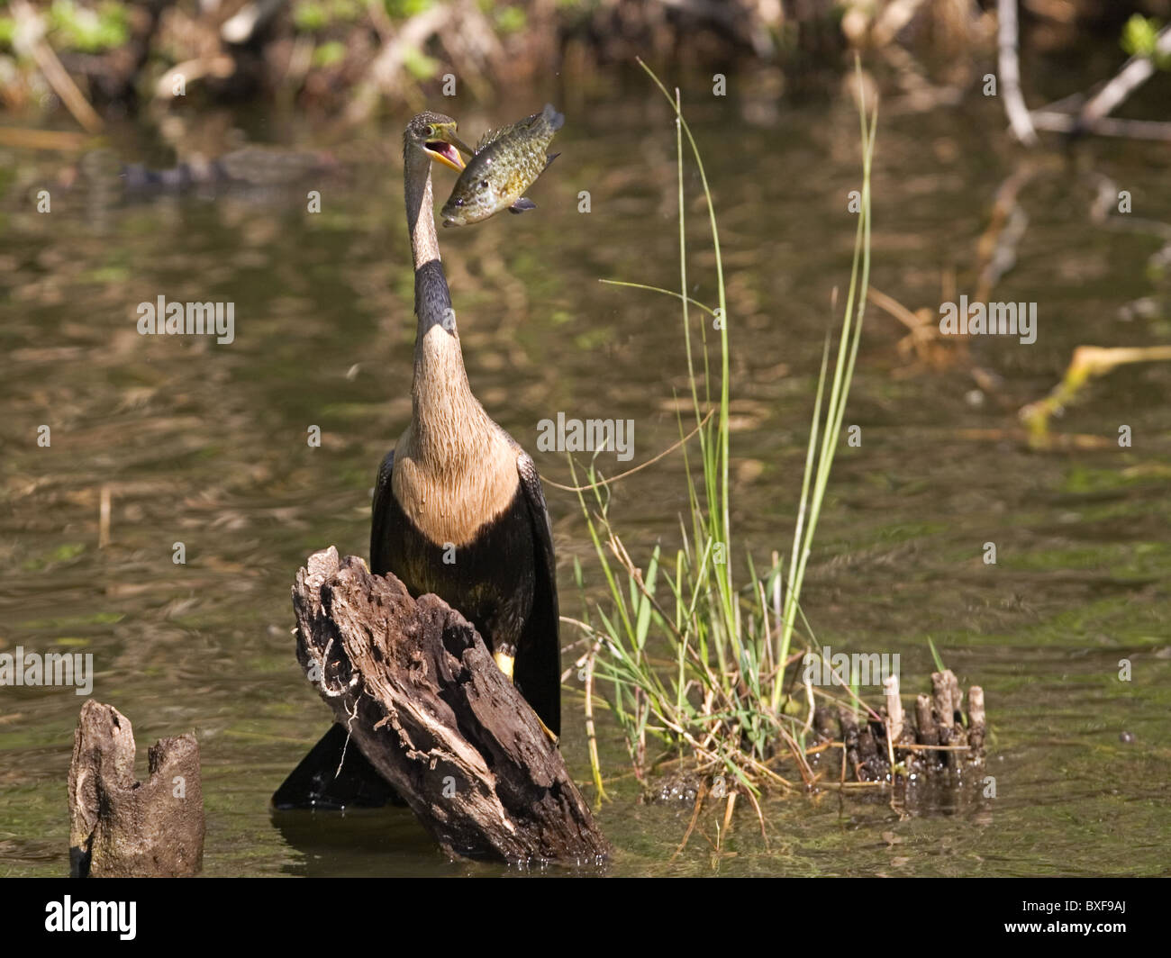 Anhinga with fish in beak Stock Photo - Alamy