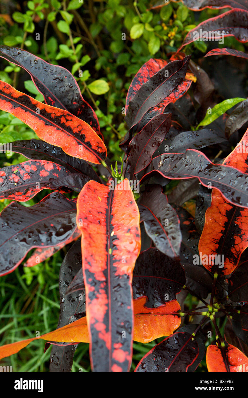 Red and Black Croton Stock Photo - Alamy
