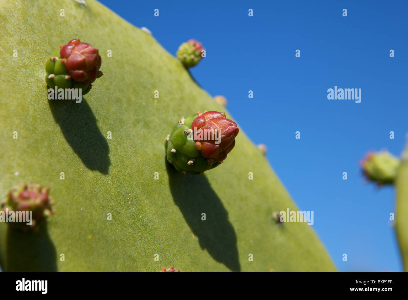 Flower key west hi-res stock photography and images - Alamy