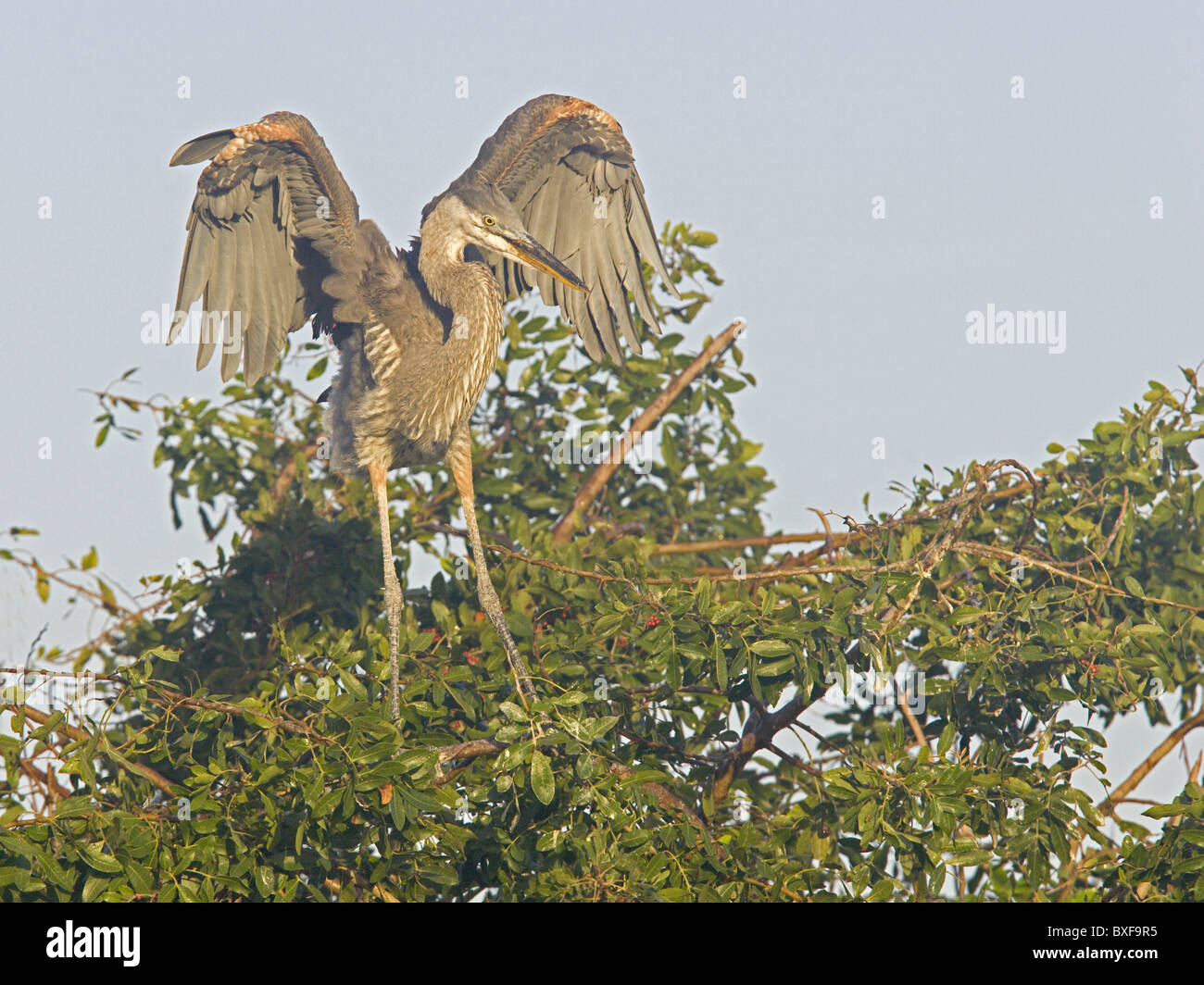 Great blue heron with wings raised preparing to take off Stock Photo ...