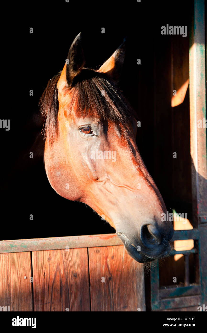 Horse in the stable Stock Photo - Alamy