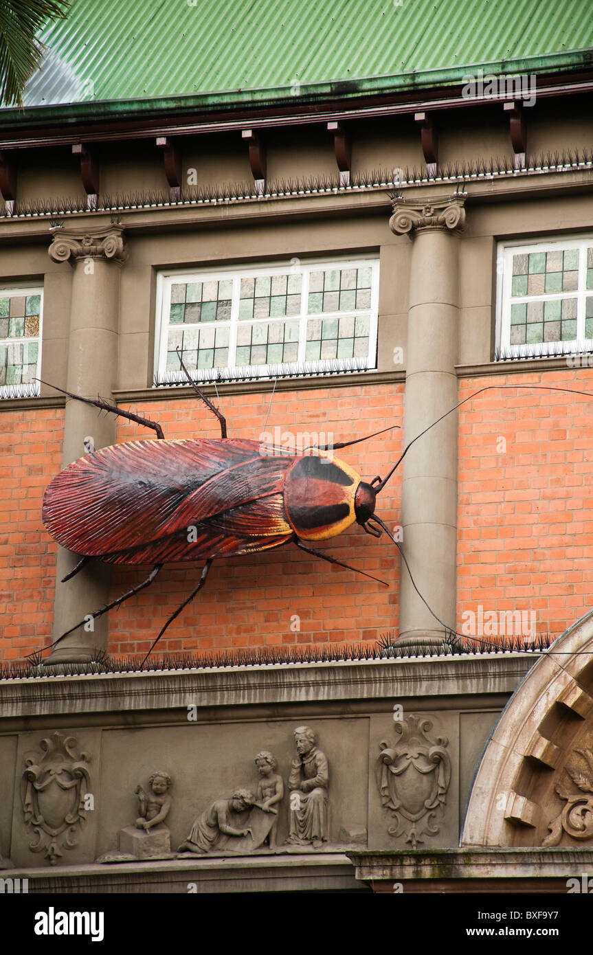 Cockroach on The Natal Museum a Natural and Cultural History Museum ...