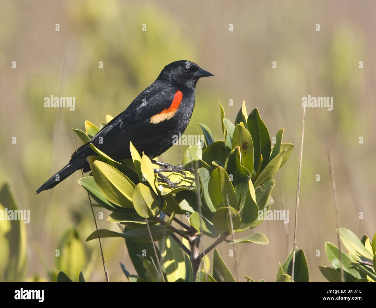 Male red winged blackbird hi-res stock photography and images - Alamy