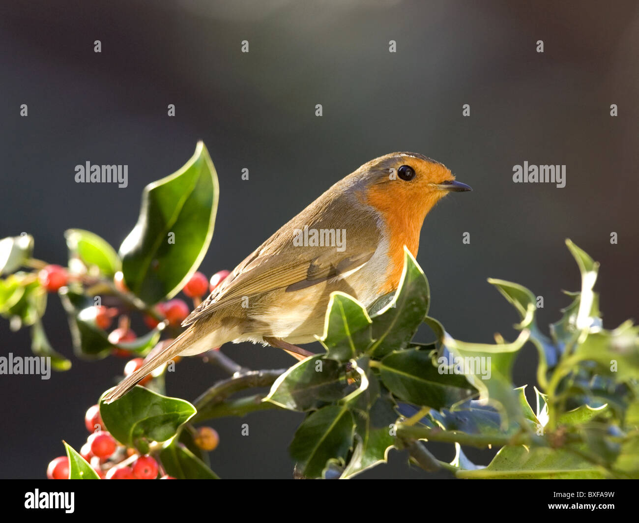 Robin on holly hi-res stock photography and images - Alamy