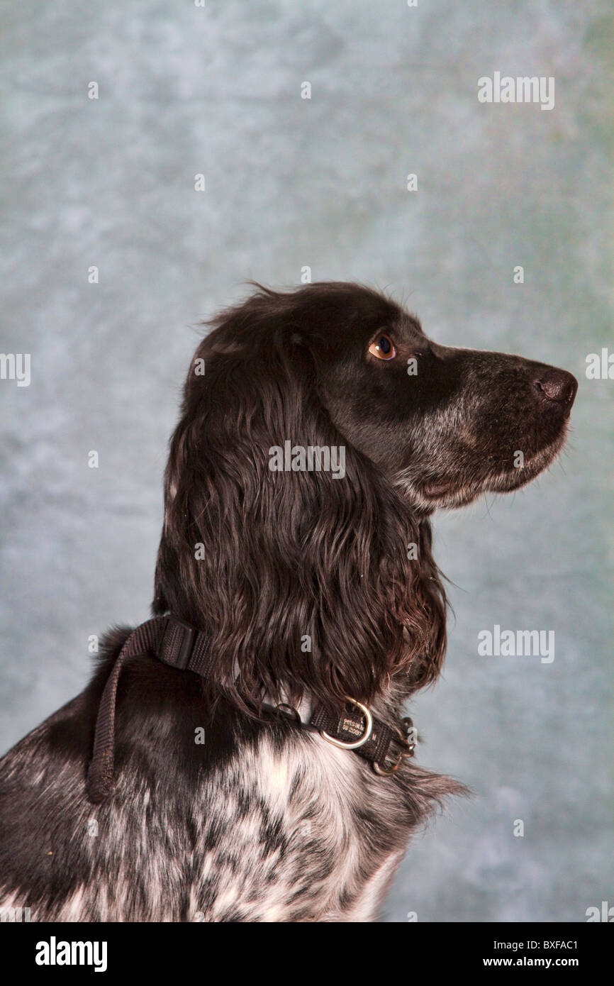 Cocker Spaniel portrait Stock Photo - Alamy