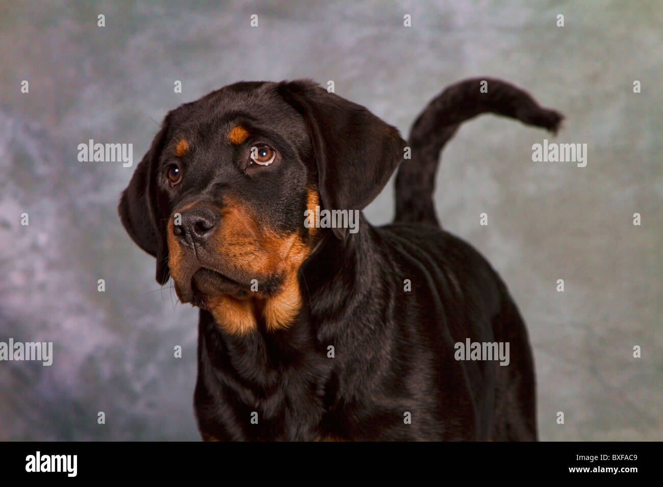 Rottweiler puppy portrait Stock Photo - Alamy