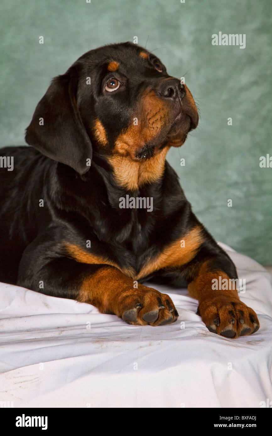 Rottweiler puppy portrait Stock Photo - Alamy