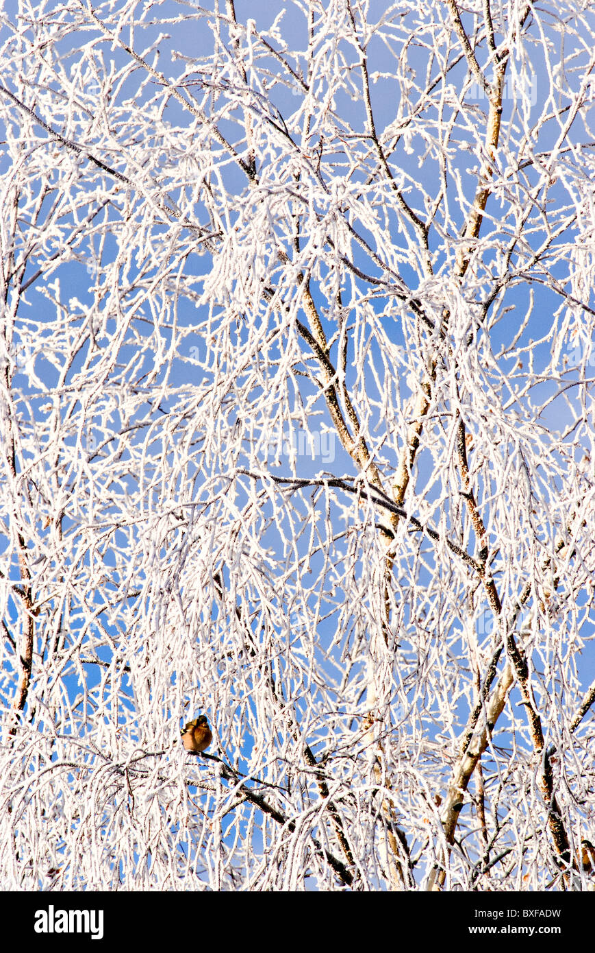 Fresh Snow and Frost Sticks to Branches of a Silver Birch Tree in a ...