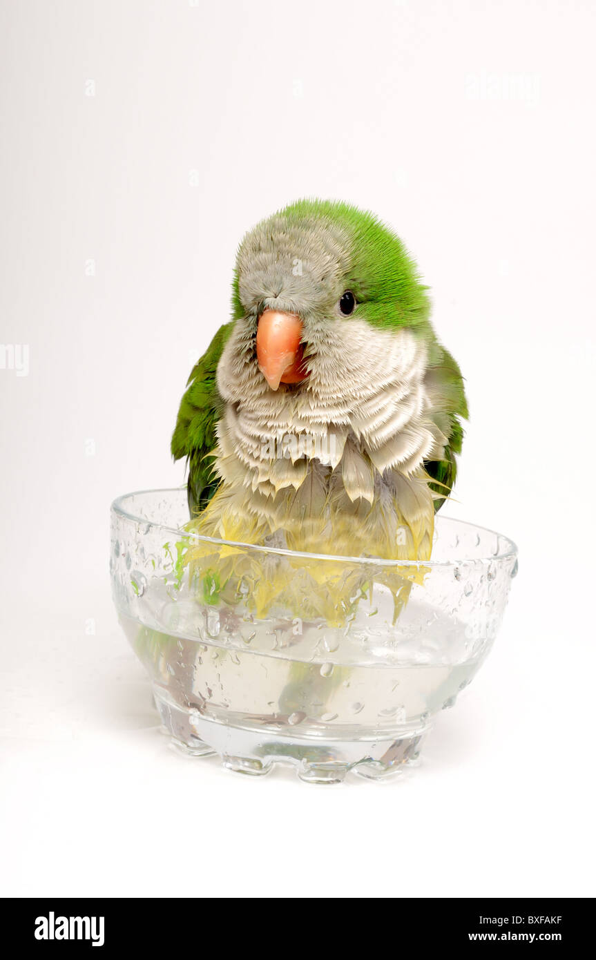 Bowl Cut Bird