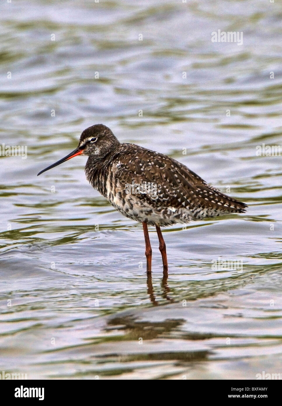 Spotted Redshank (Tringa erythropus Stock Photo - Alamy