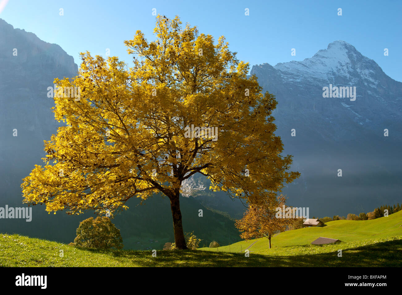 Autumn trees in the Swiss Alps, Grindelwald, Switzerland Stock Photo ...