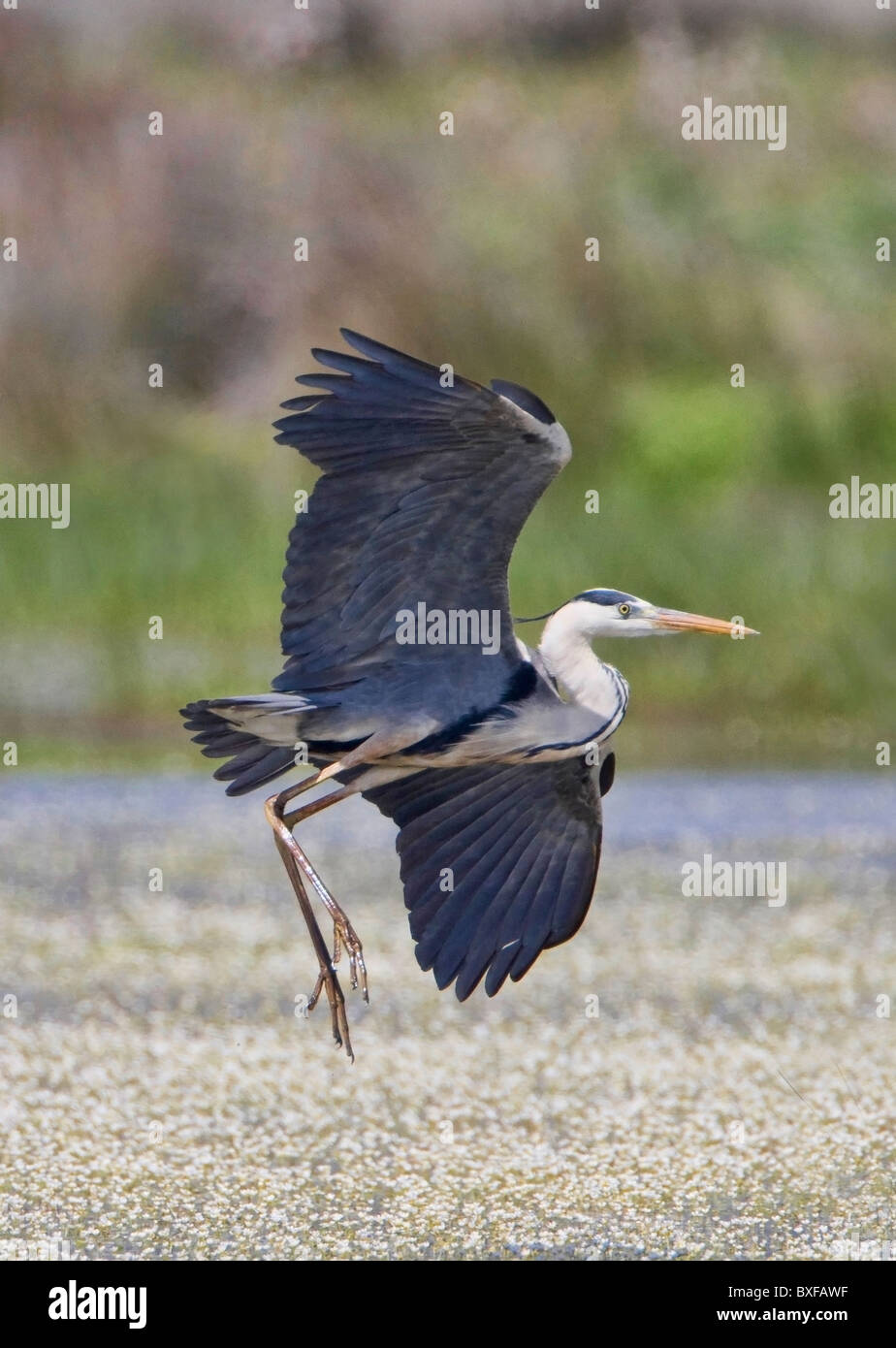 Grey Heron (Ardea cinerea) taking off Stock Photo - Alamy
