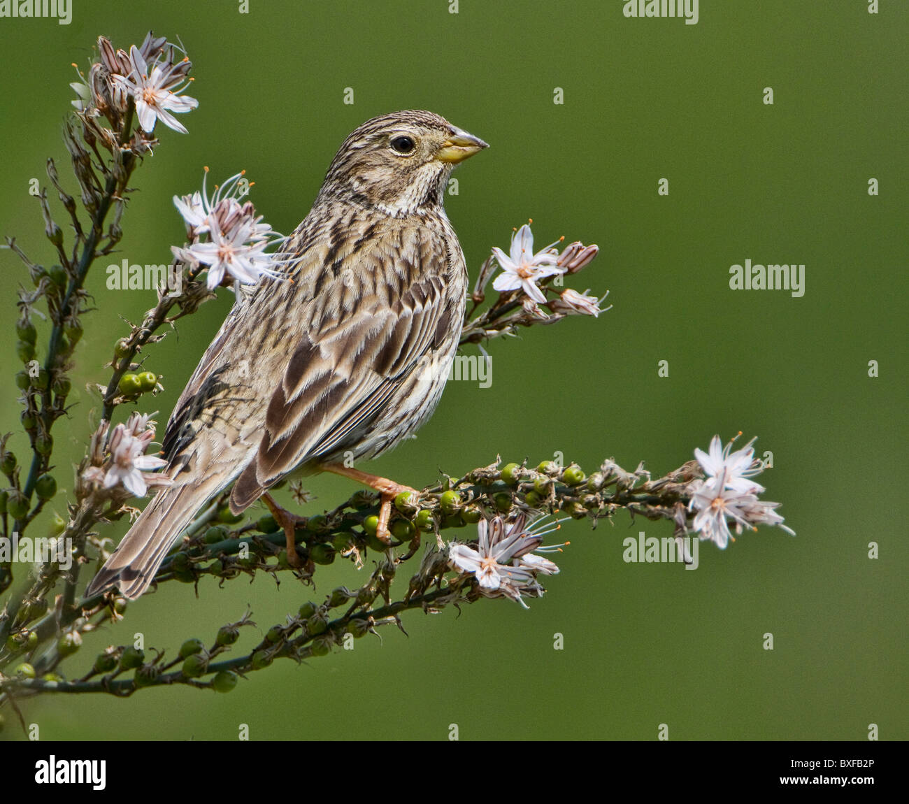 Corn Bunting (Miliaria calandra) perching in flowering bush Stock Photo ...