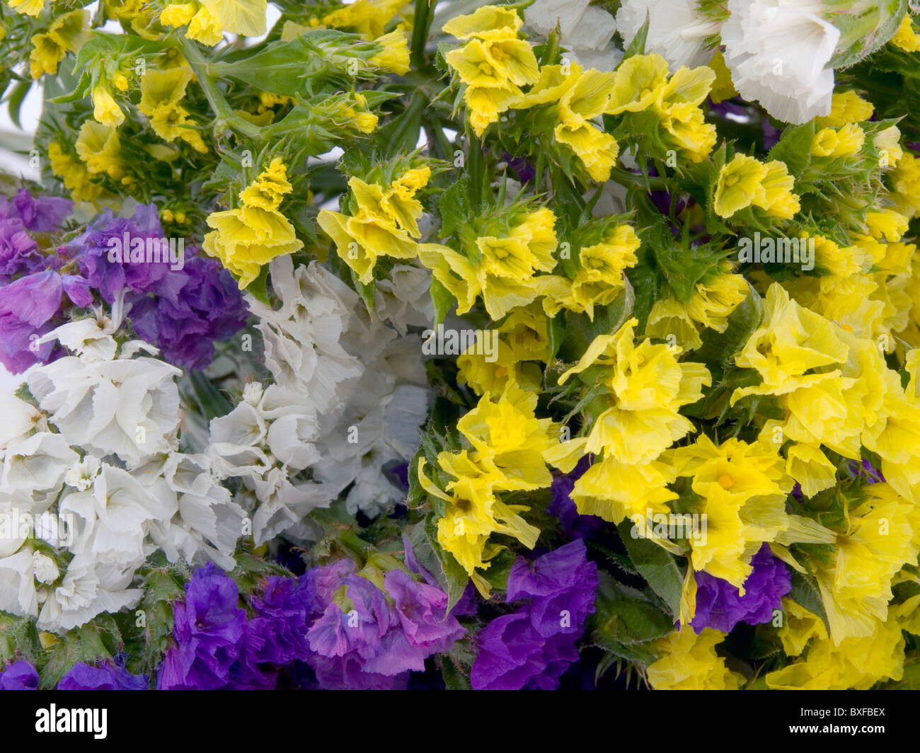 Closeup picture of statice flowers - flowers background Stock Photo - Alamy
