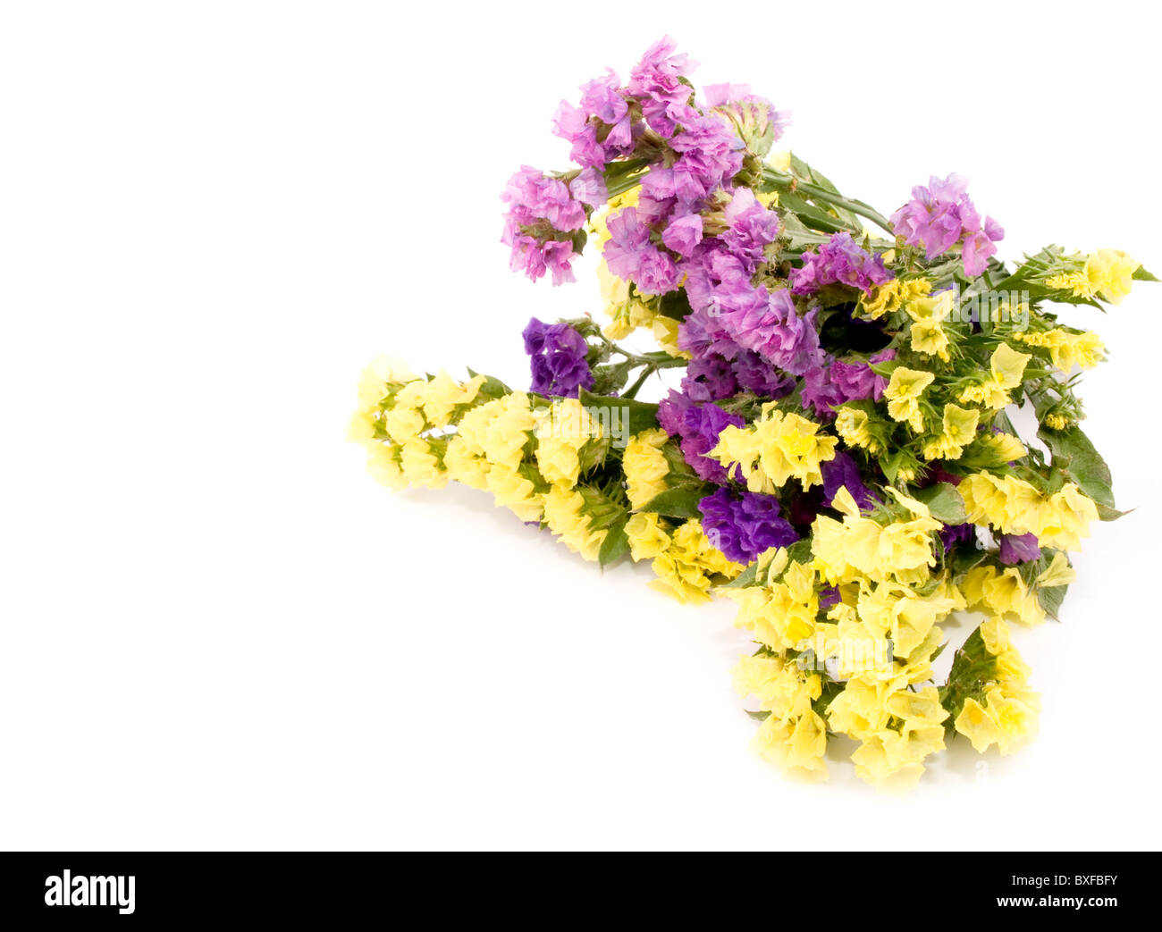 Romantic bouquet of statice flowers on white background Stock Photo - Alamy