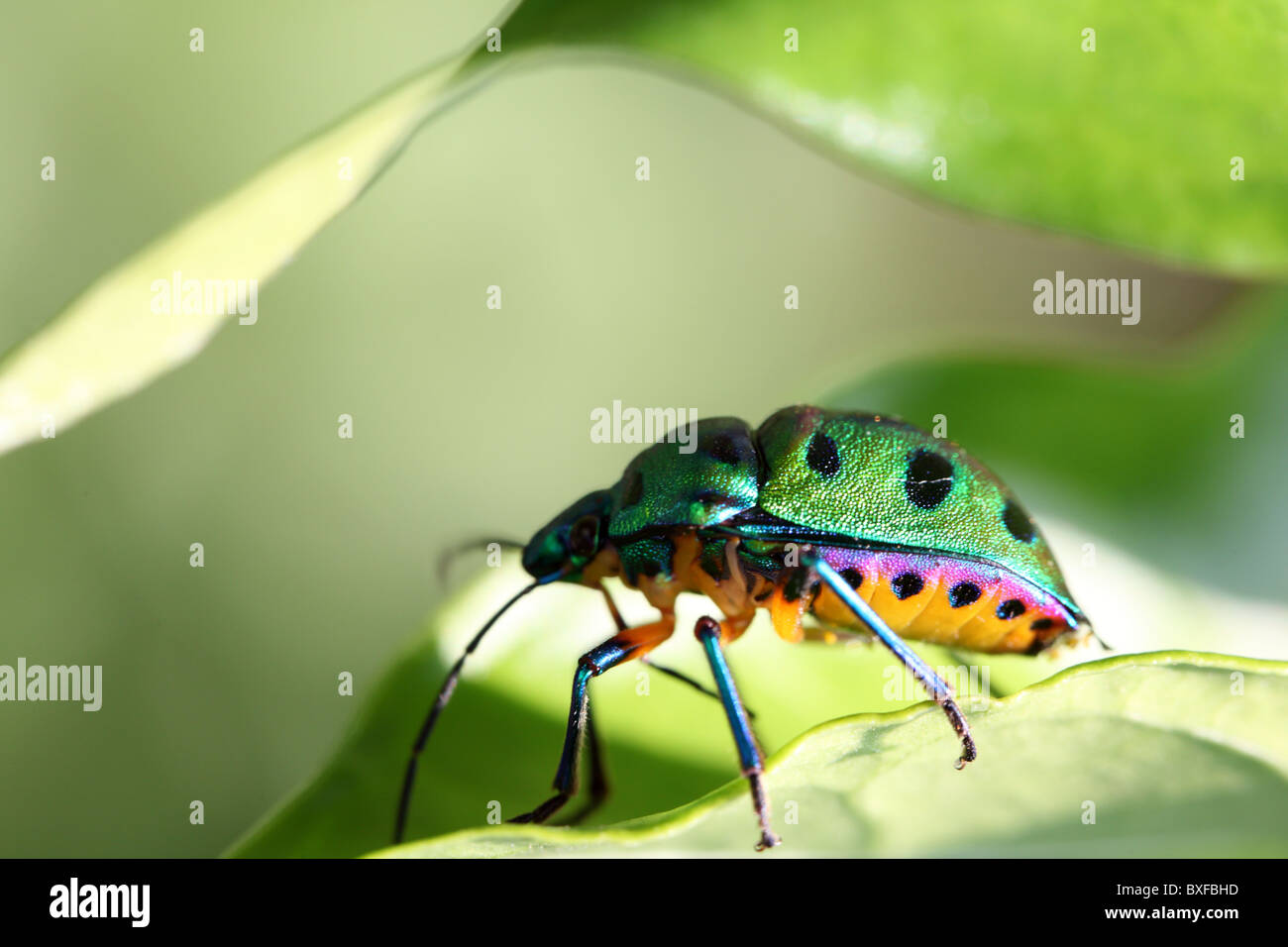 Indian beetle hi-res stock photography and images - Alamy