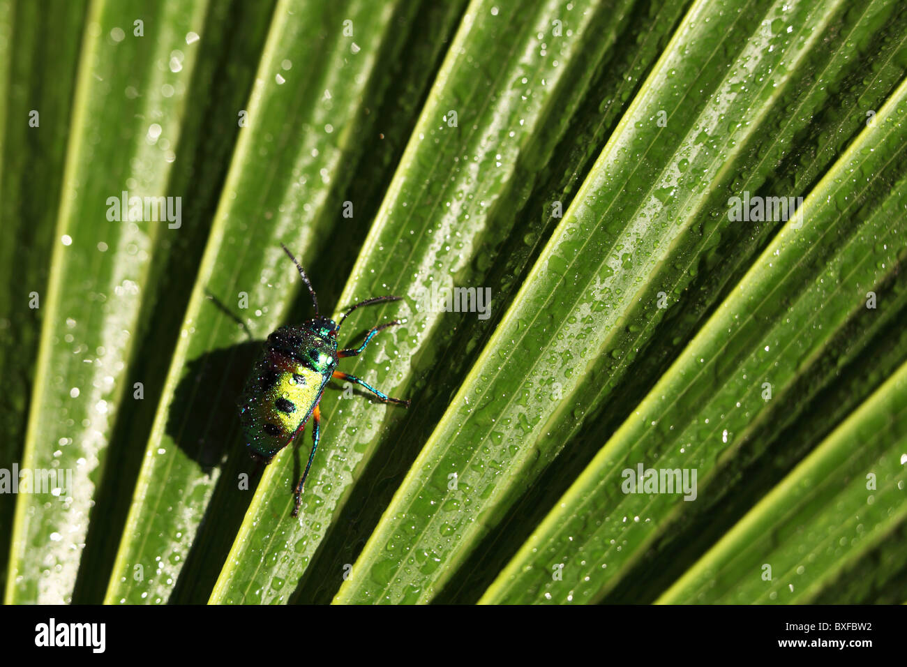 Asian jewel beetle hi-res stock photography and images - Alamy