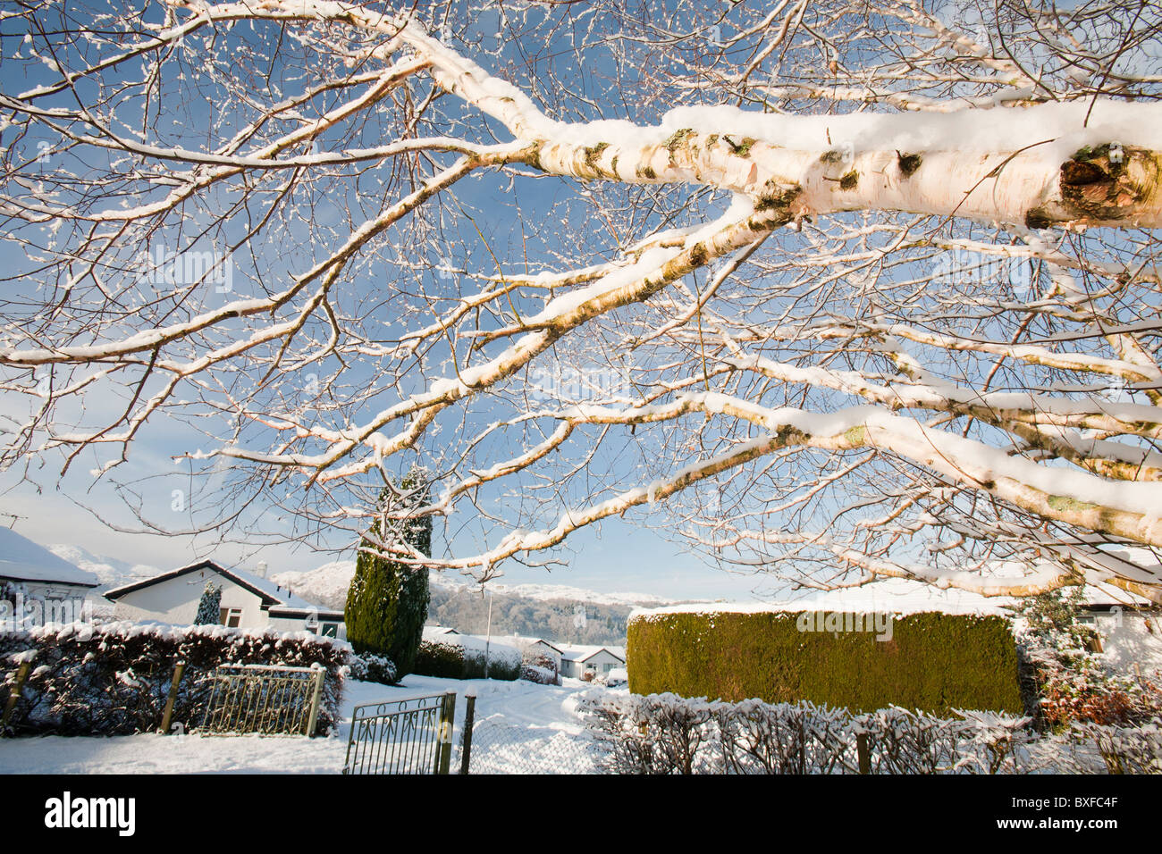 Snow on Silver Birch tree in Ambleside, Cumbria, UK Stock Photo - Alamy
