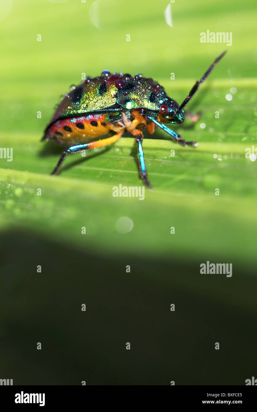Indian beetle hi-res stock photography and images - Alamy