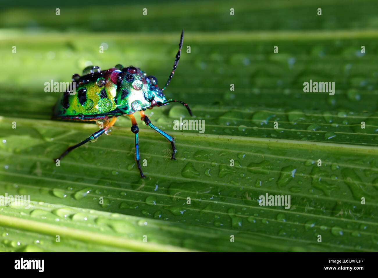 Asian jewel beetle hi-res stock photography and images - Alamy