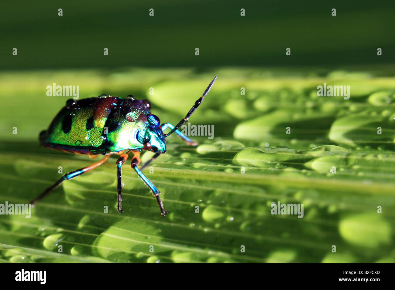 Indian beetle hi-res stock photography and images - Alamy