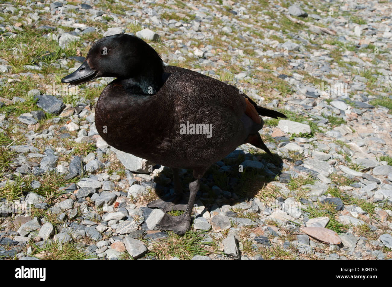 Paradise Shelduck or Tadorna variegata is an endemic duck of New ...