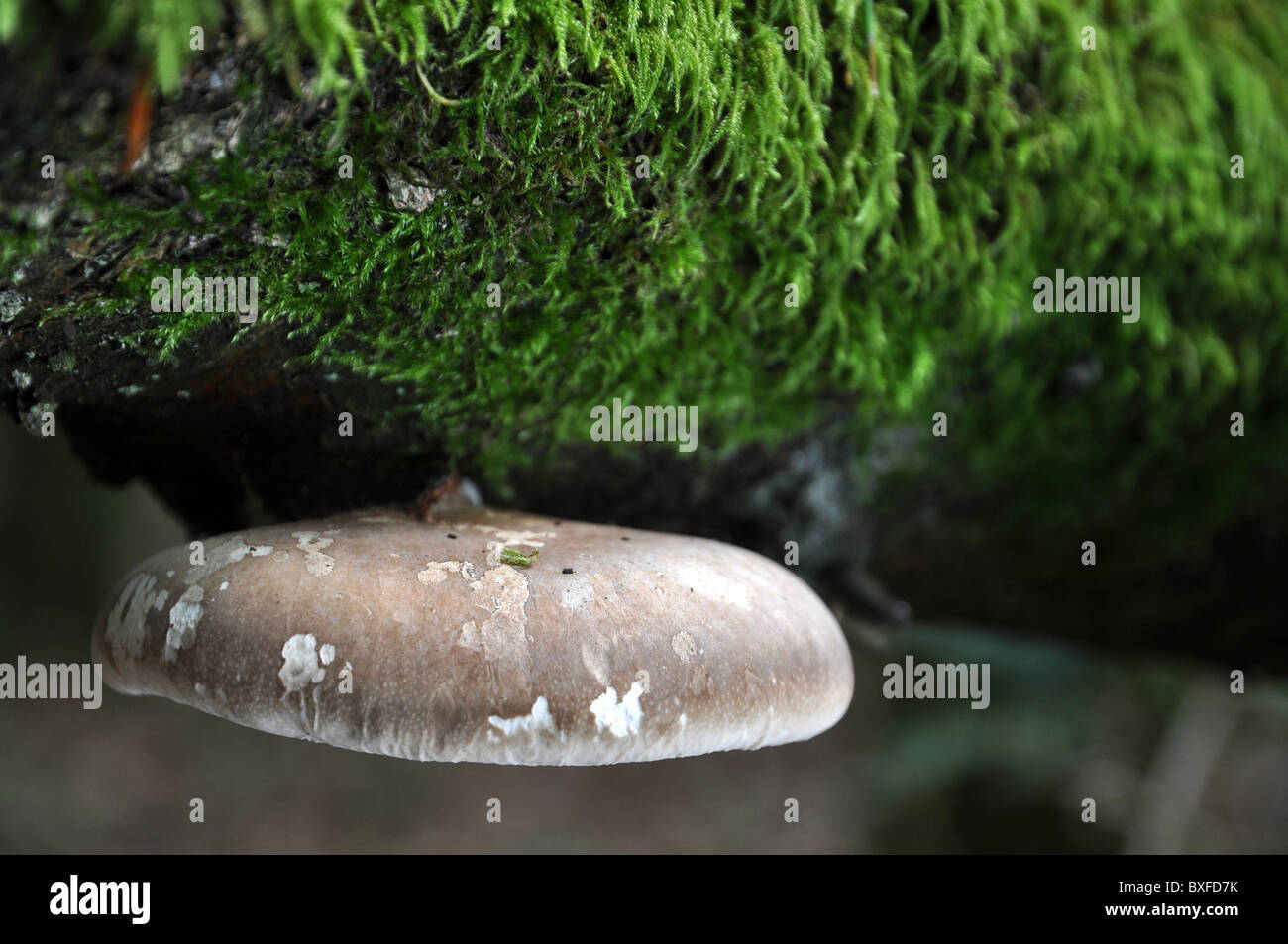 Hanging fungus hi-res stock photography and images - Alamy