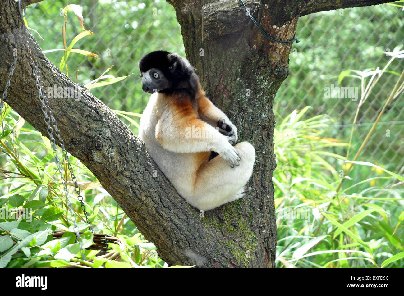 White and brown Sifaka lemur Stock Photo - Alamy