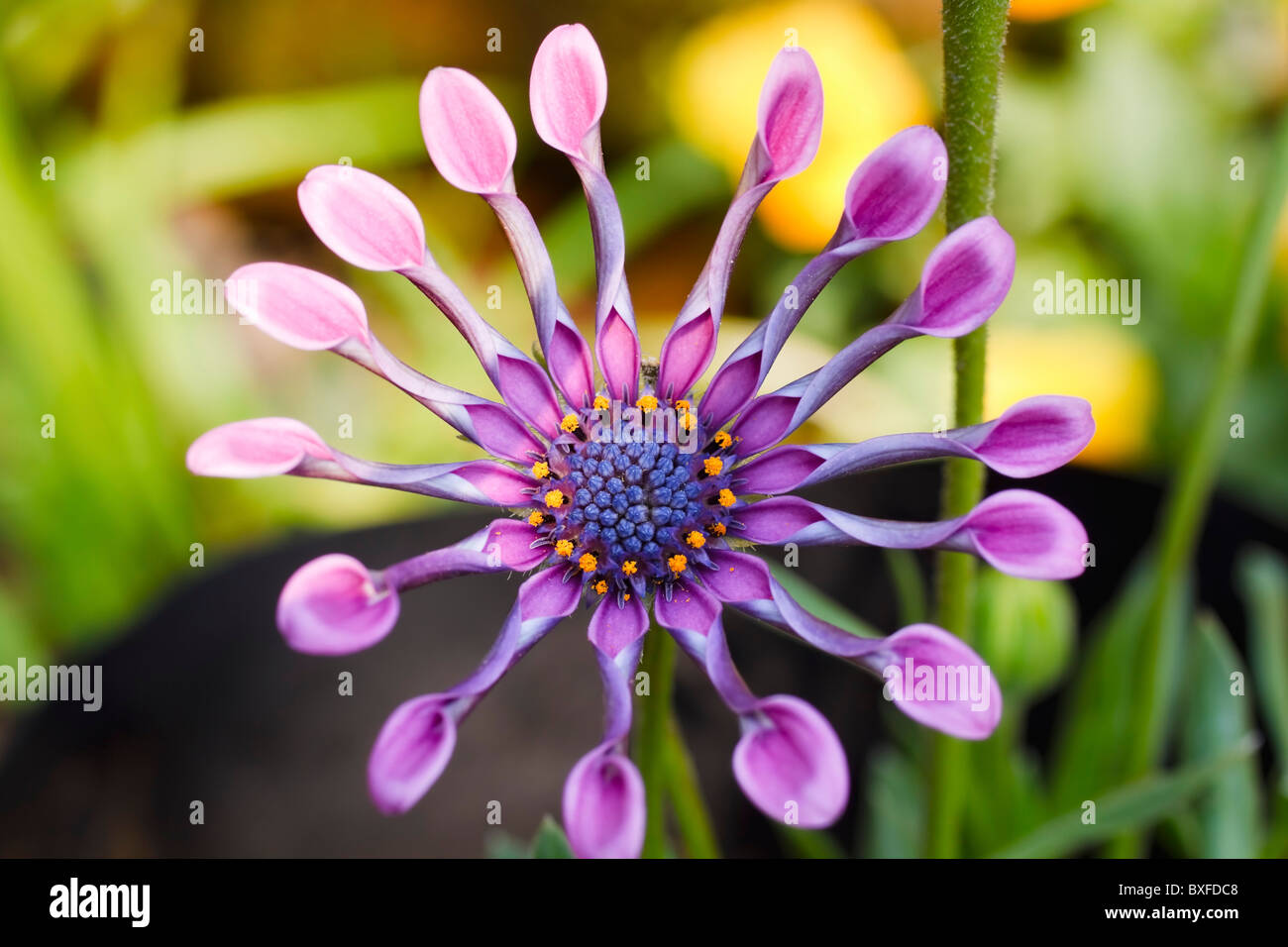 Purple Gazania hybrid or African daisy. Family: Asteraceae, Genus ...