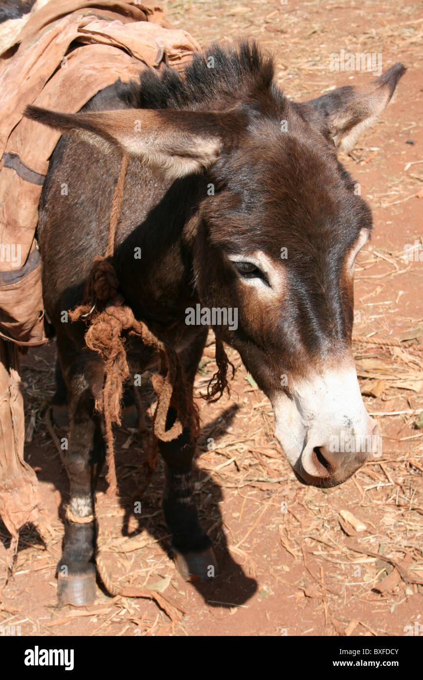 Donkey at Hagere Mariam, Southern Ethiopia Stock Photo - Alamy