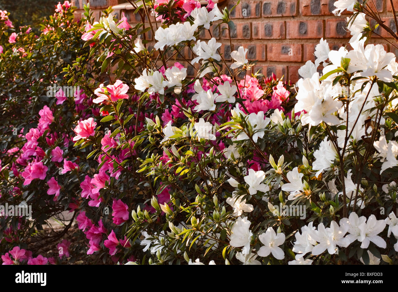 White flowering azalea hi-res stock photography and images - Alamy