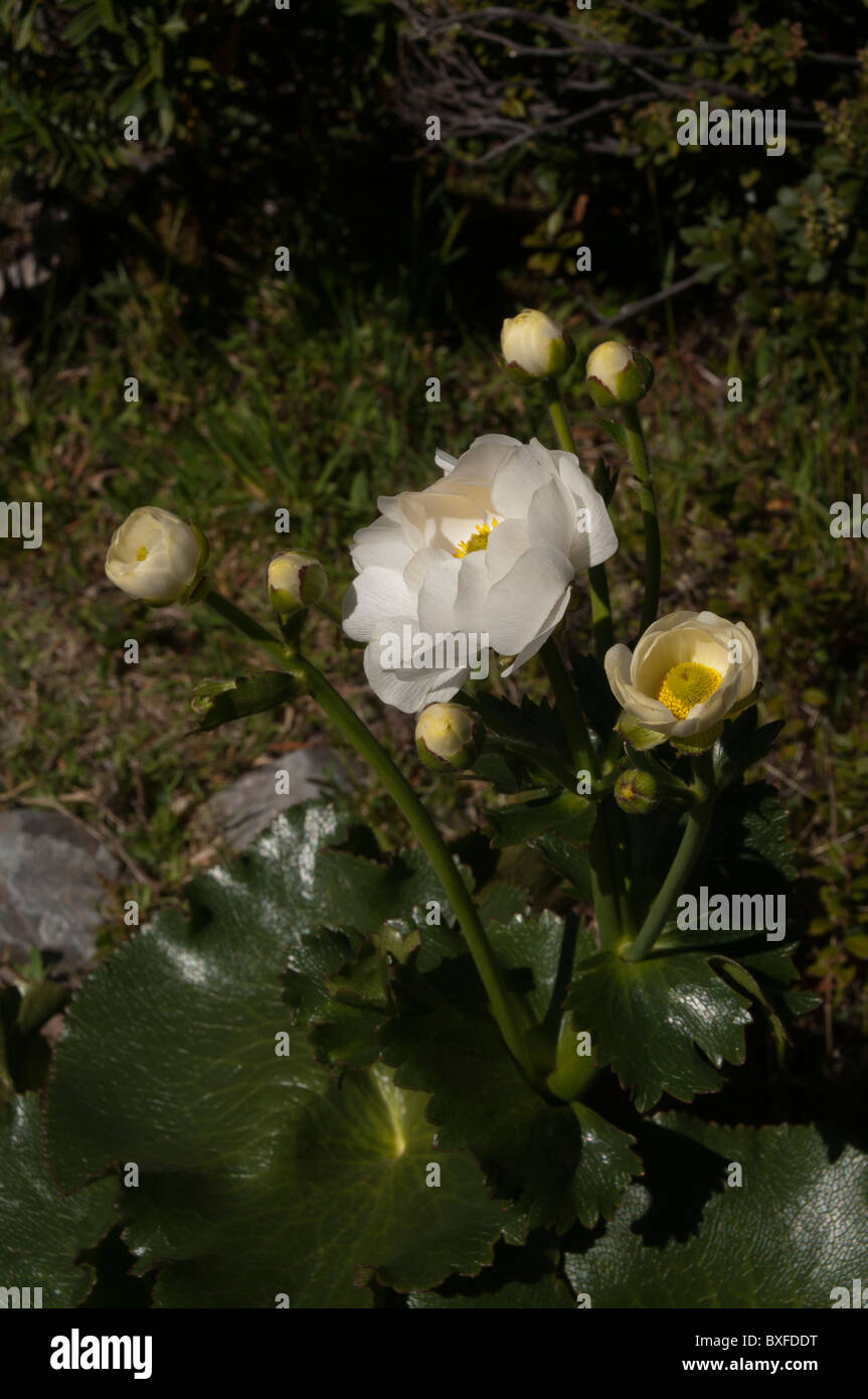 Ranunculus lyalli or Mount Cook Lily is the biggest buttercup in the ...