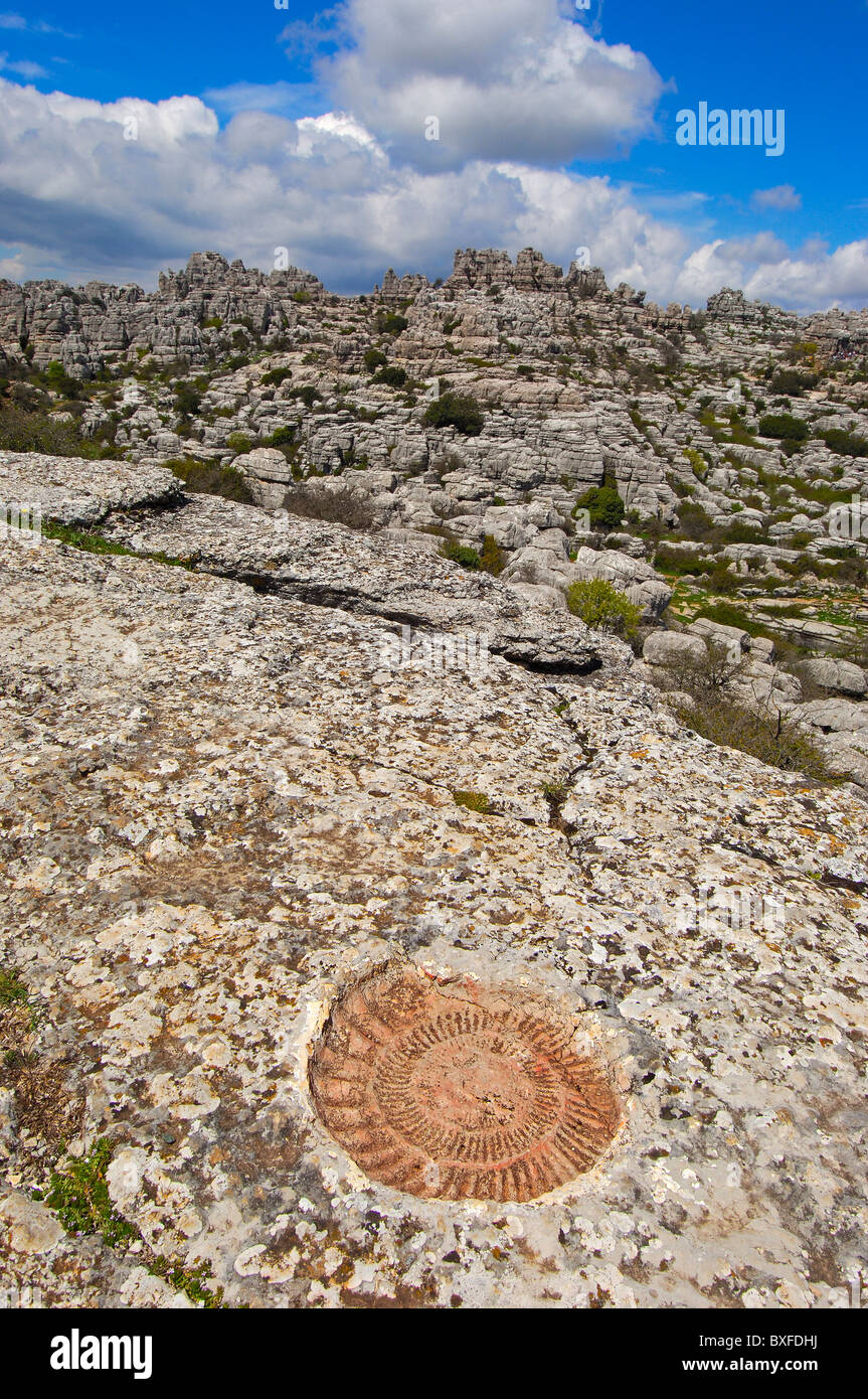 Ammonite fossil at theTorcal in Antequera, Erosion working on Jurassic ...