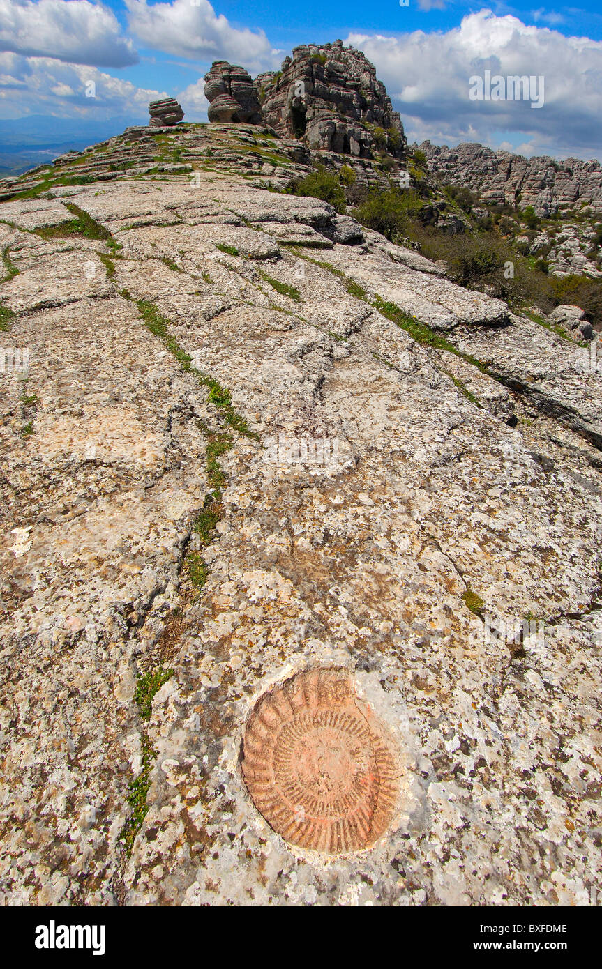 Ammonite fossil at theTorcal in Antequera, Erosion working on Jurassic ...