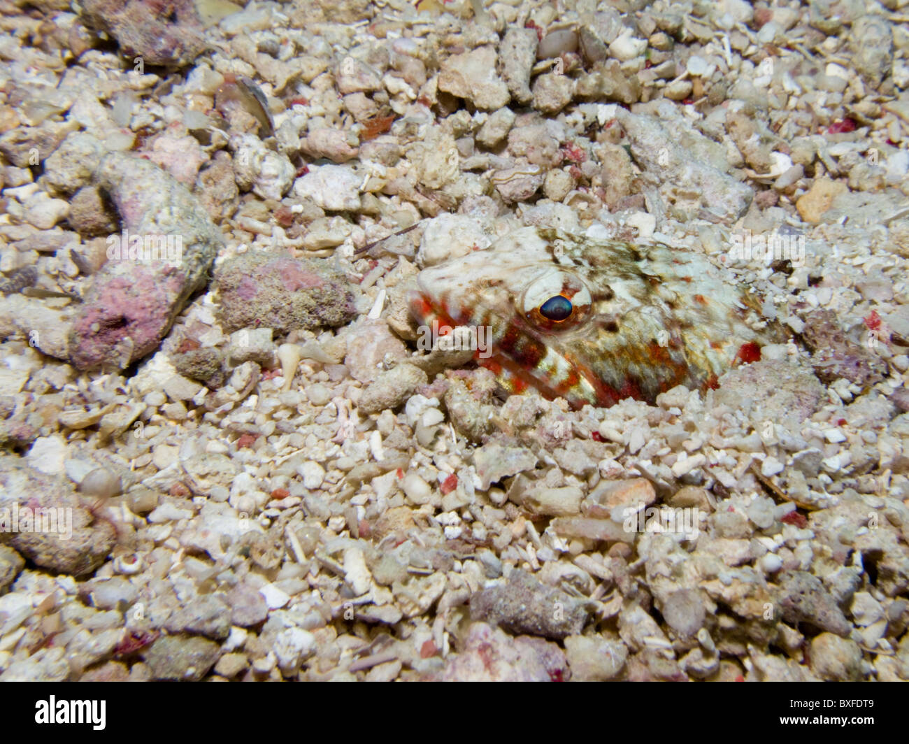 Sand lizardfish, Synodus dermatogenys, Borneo, Malaysia Stock Photo - Alamy